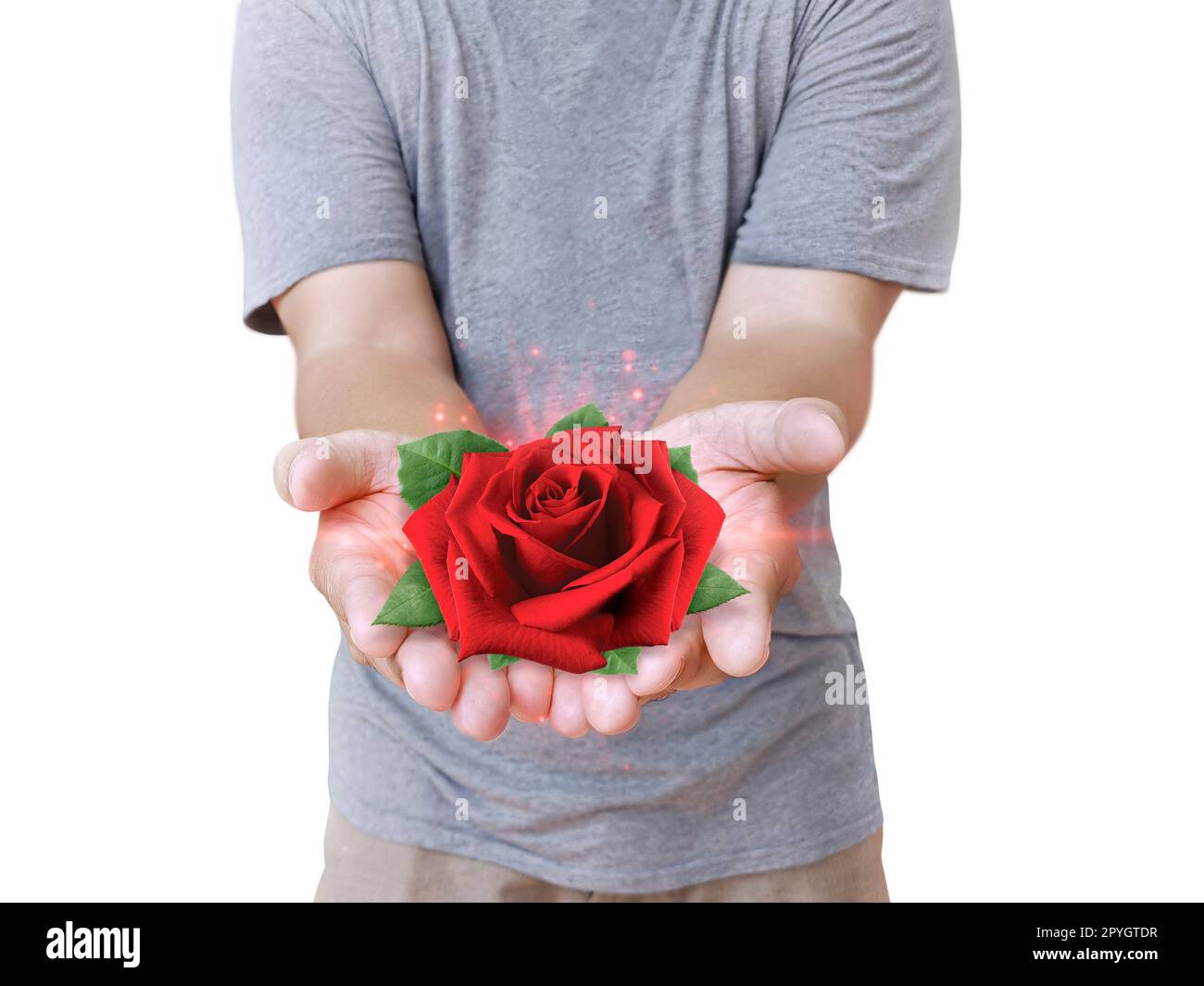 concept creativity red rose on the hand male on white Background Stock ...