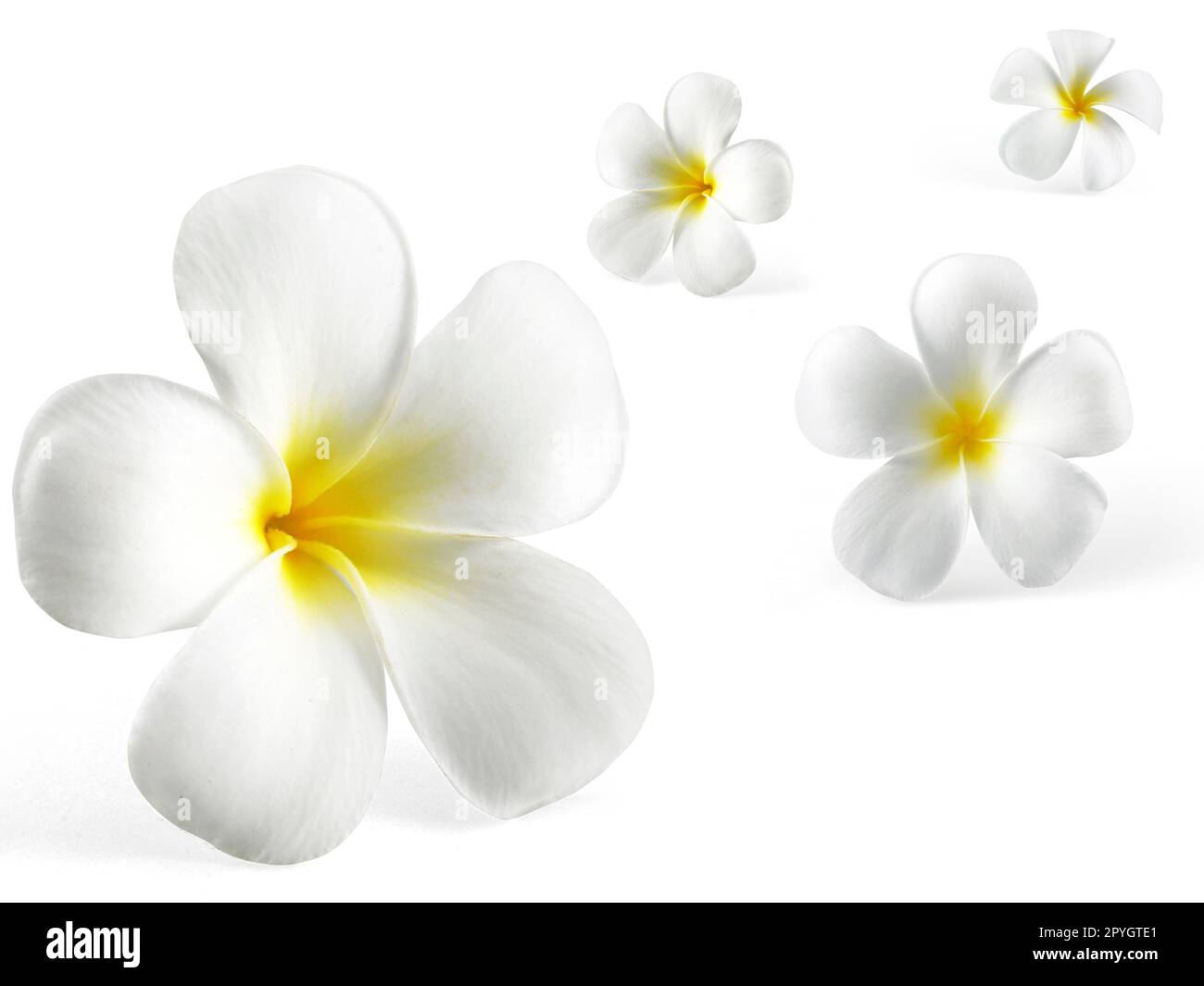 Black red frangipani Cut Out Stock Images & Pictures - Alamy
