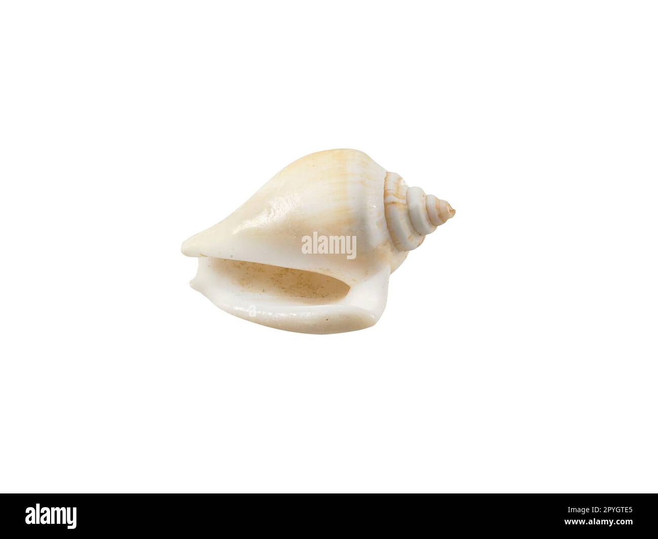 Empty seashell hi-res stock photography and images - Alamy