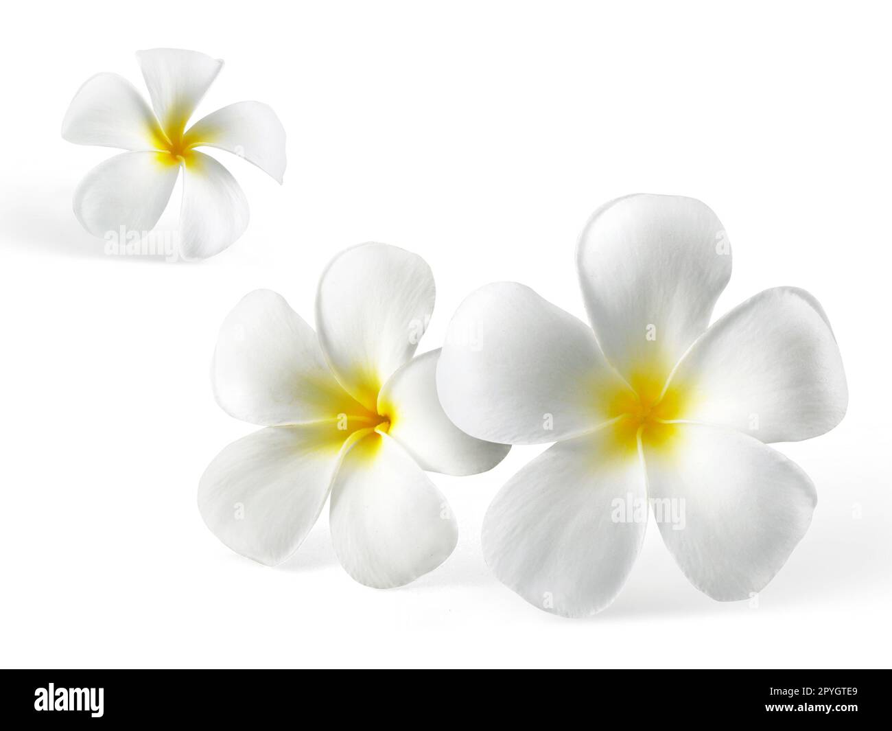 Frangipani Cut Out Stock Images & Pictures - Alamy