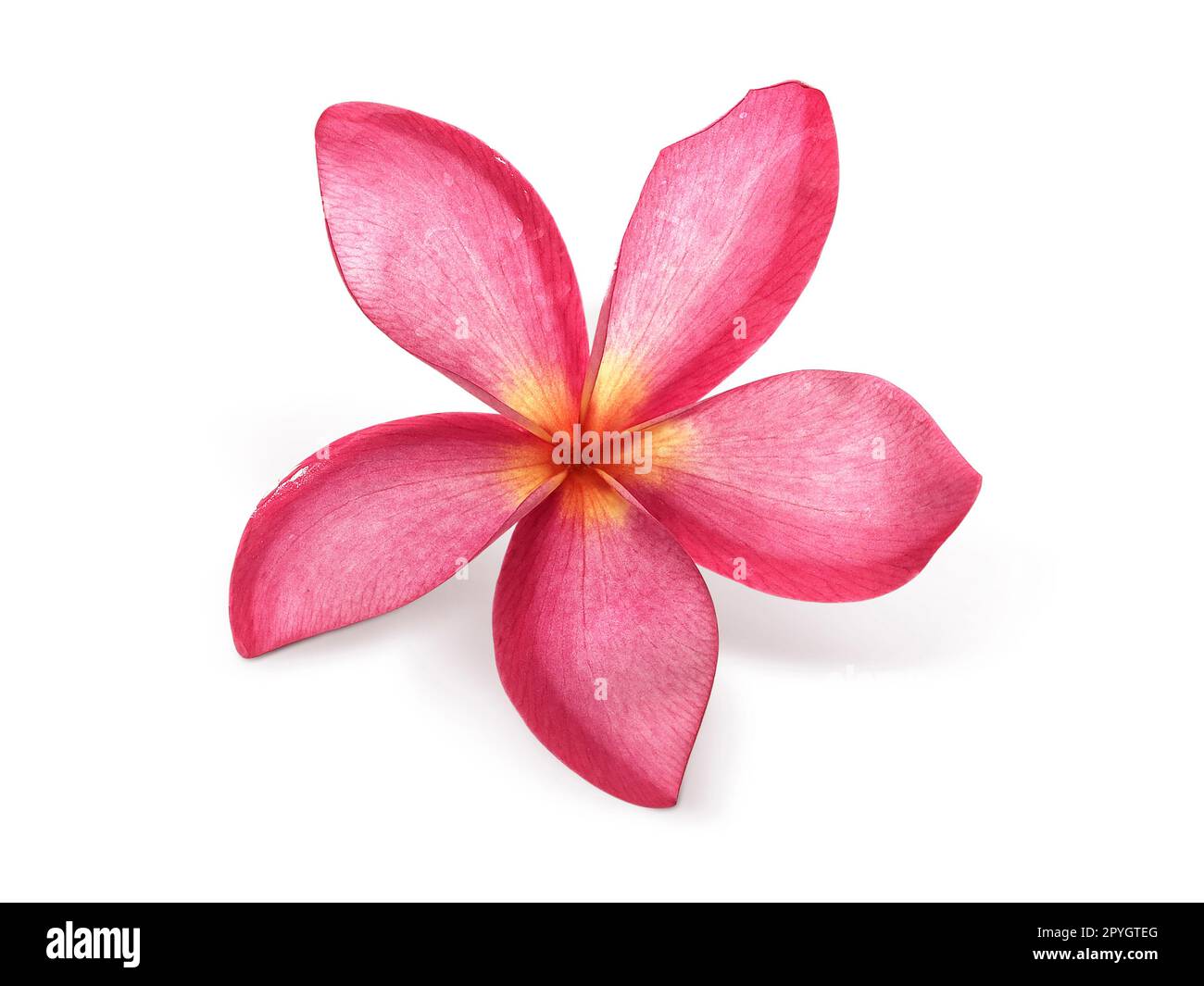 frangipani flower isolated on white Stock Photo - Alamy