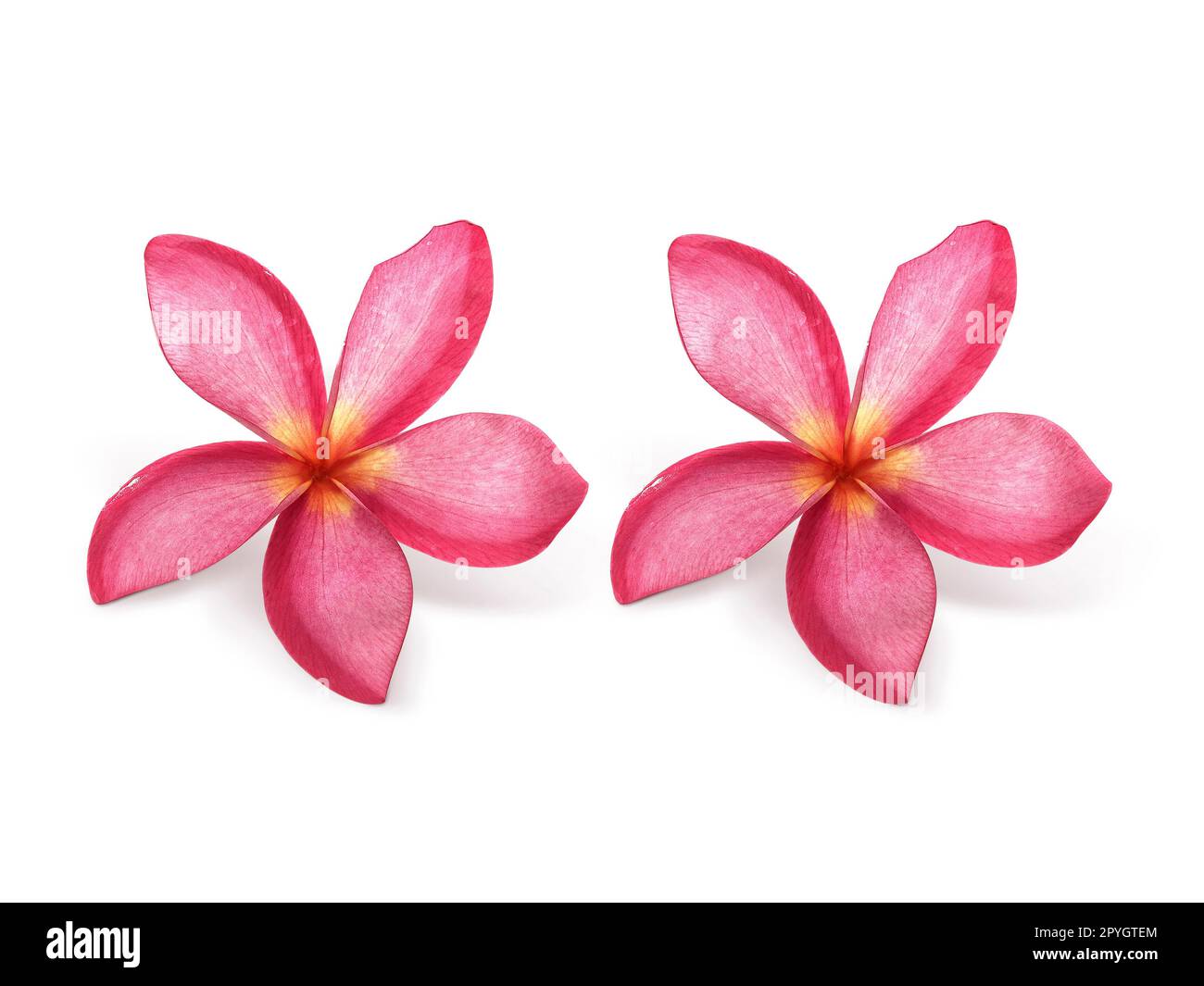 Bright pink frangipani flower Cut Out Stock Images & Pictures - Alamy