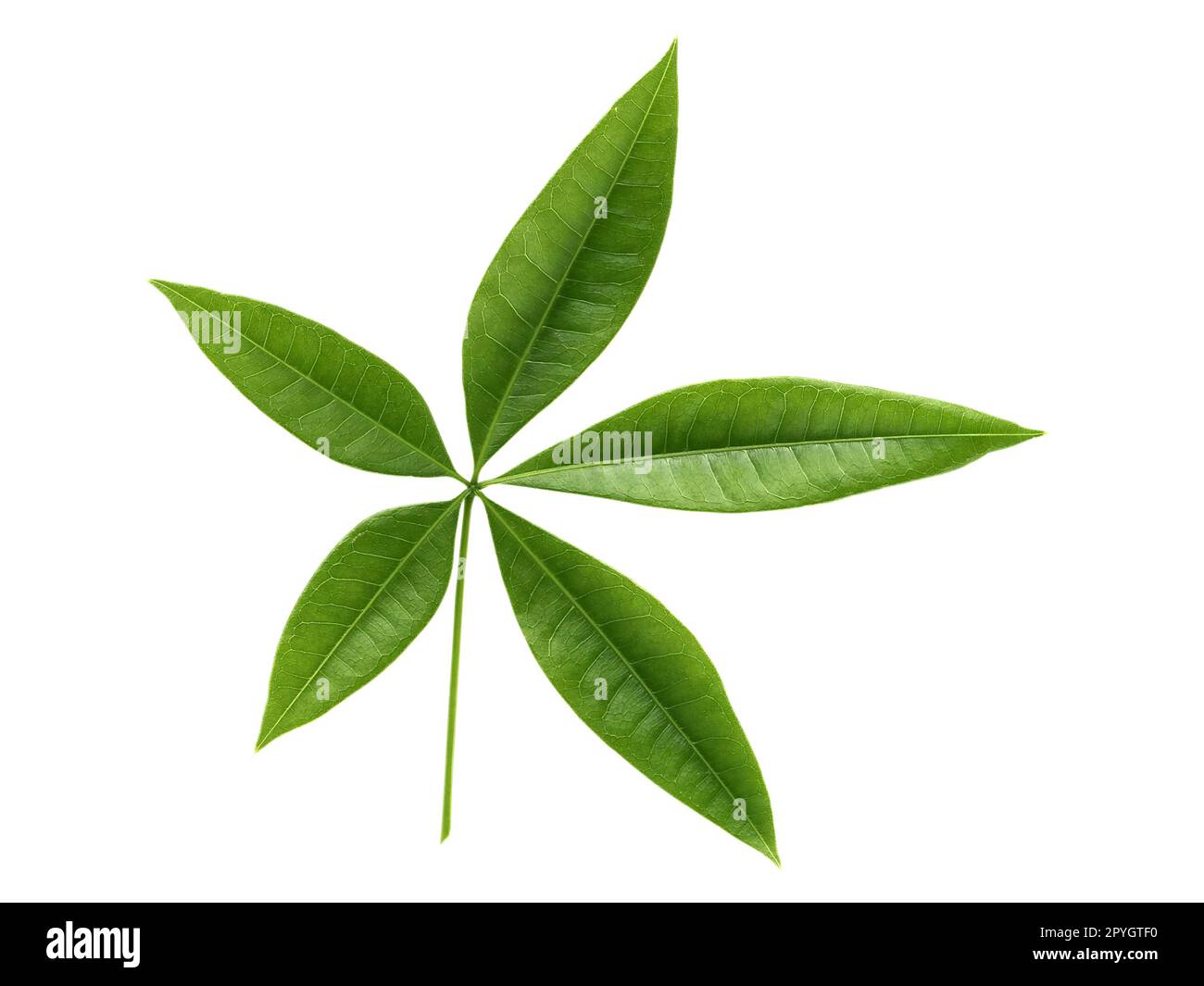 Landscape beautiful green field grass hi-res stock photography and images - Alamy