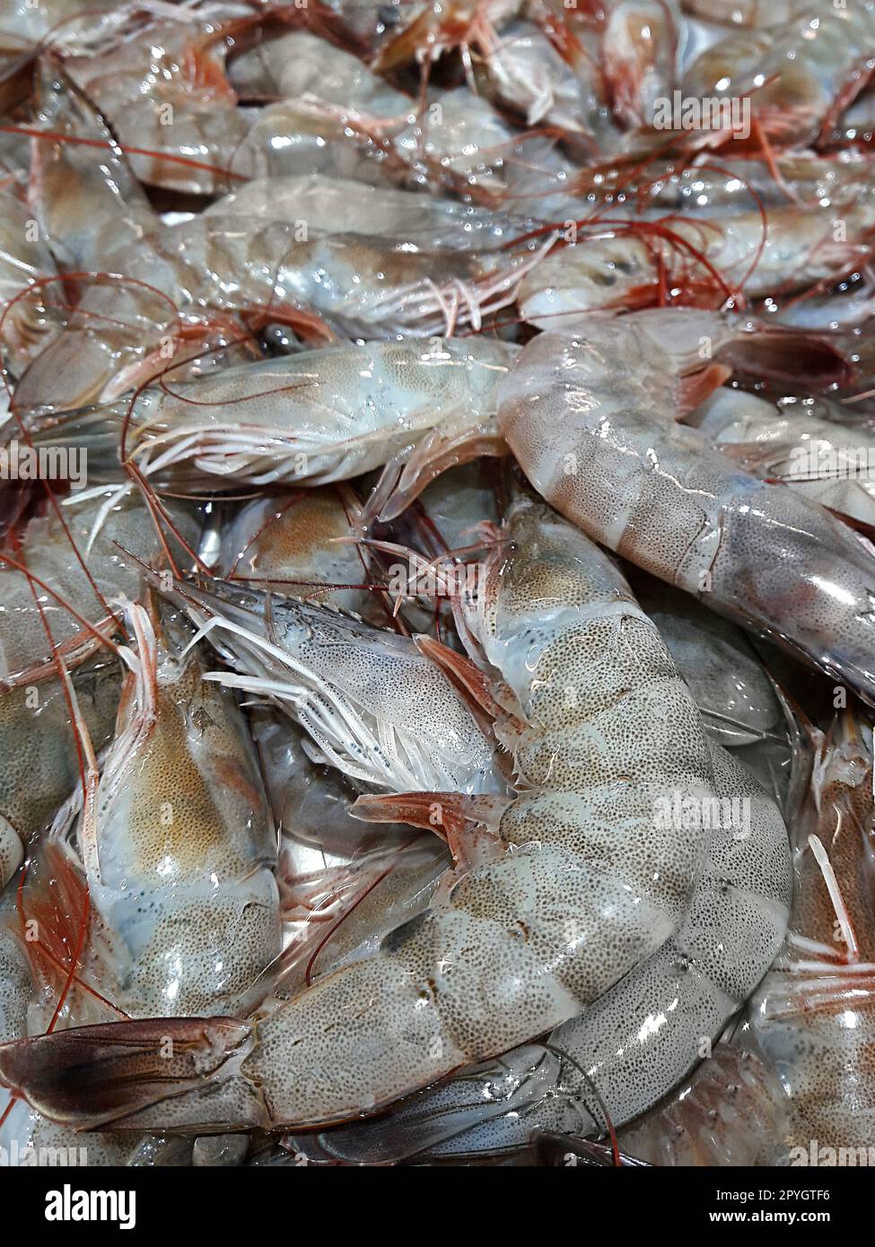 Crustacean local hi-res stock photography and images - Alamy