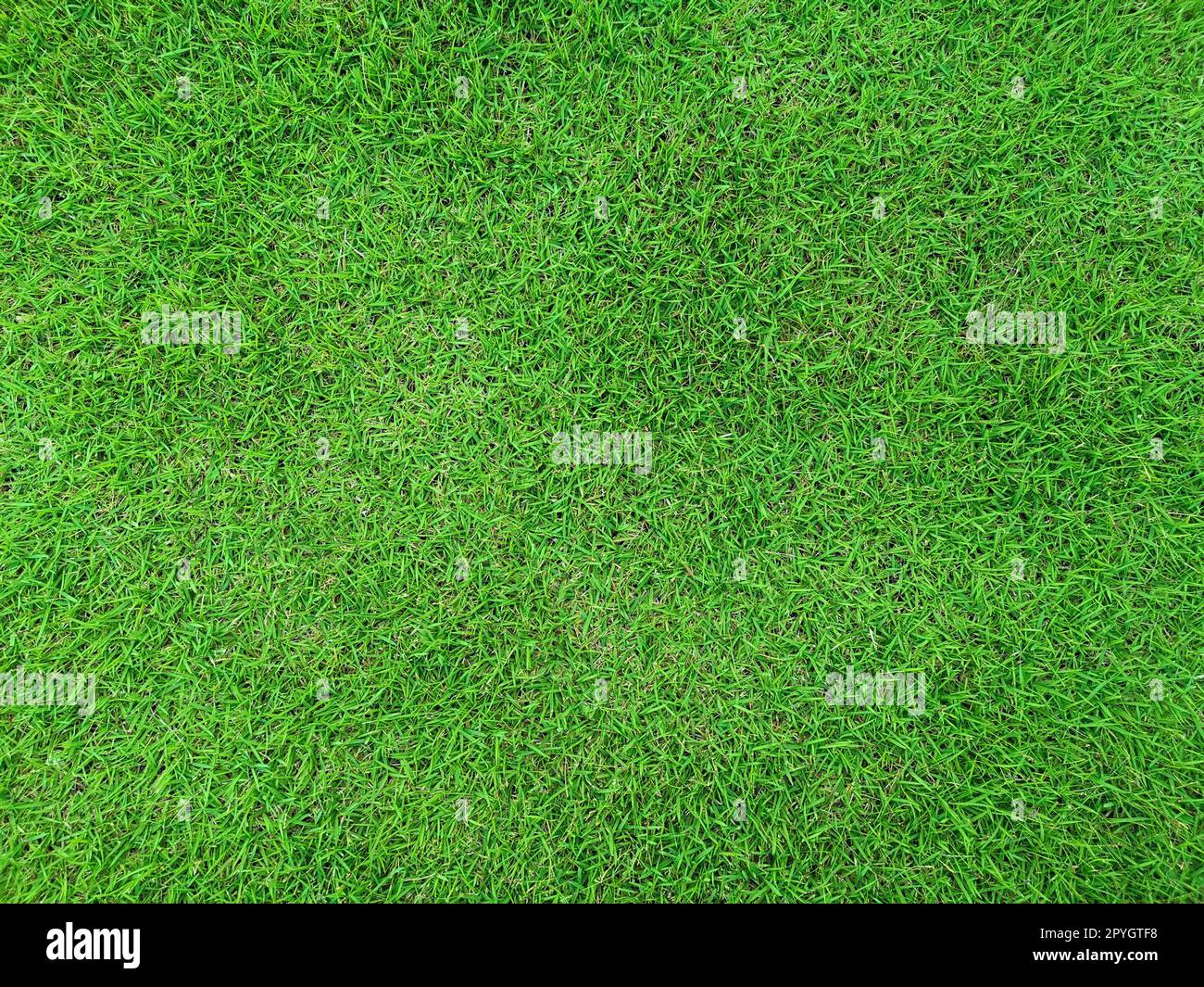 green grass field isolated on white background Stock Photo - Alamy