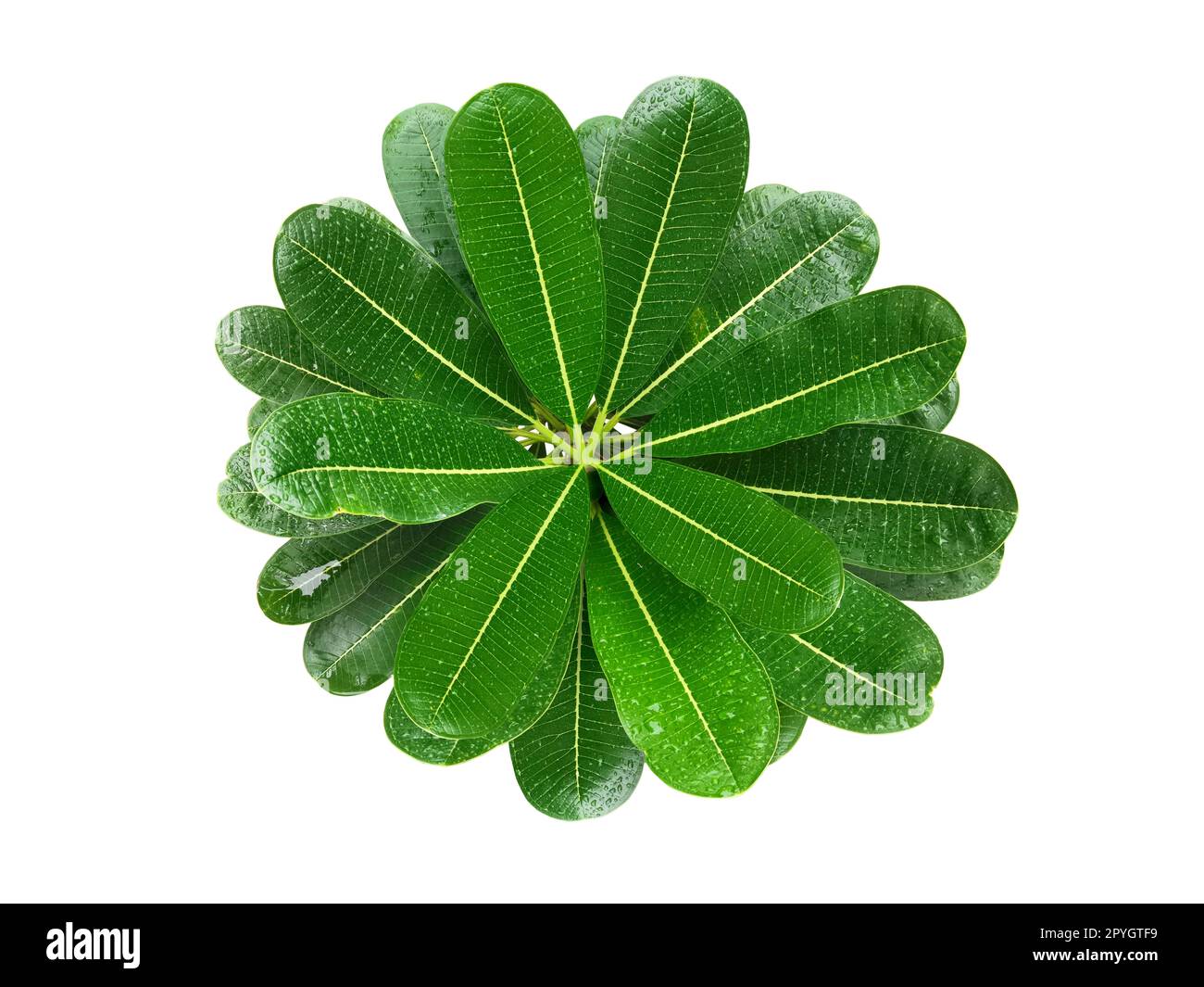 fresh green grass lawn isolated on white background Stock Photo - Alamy