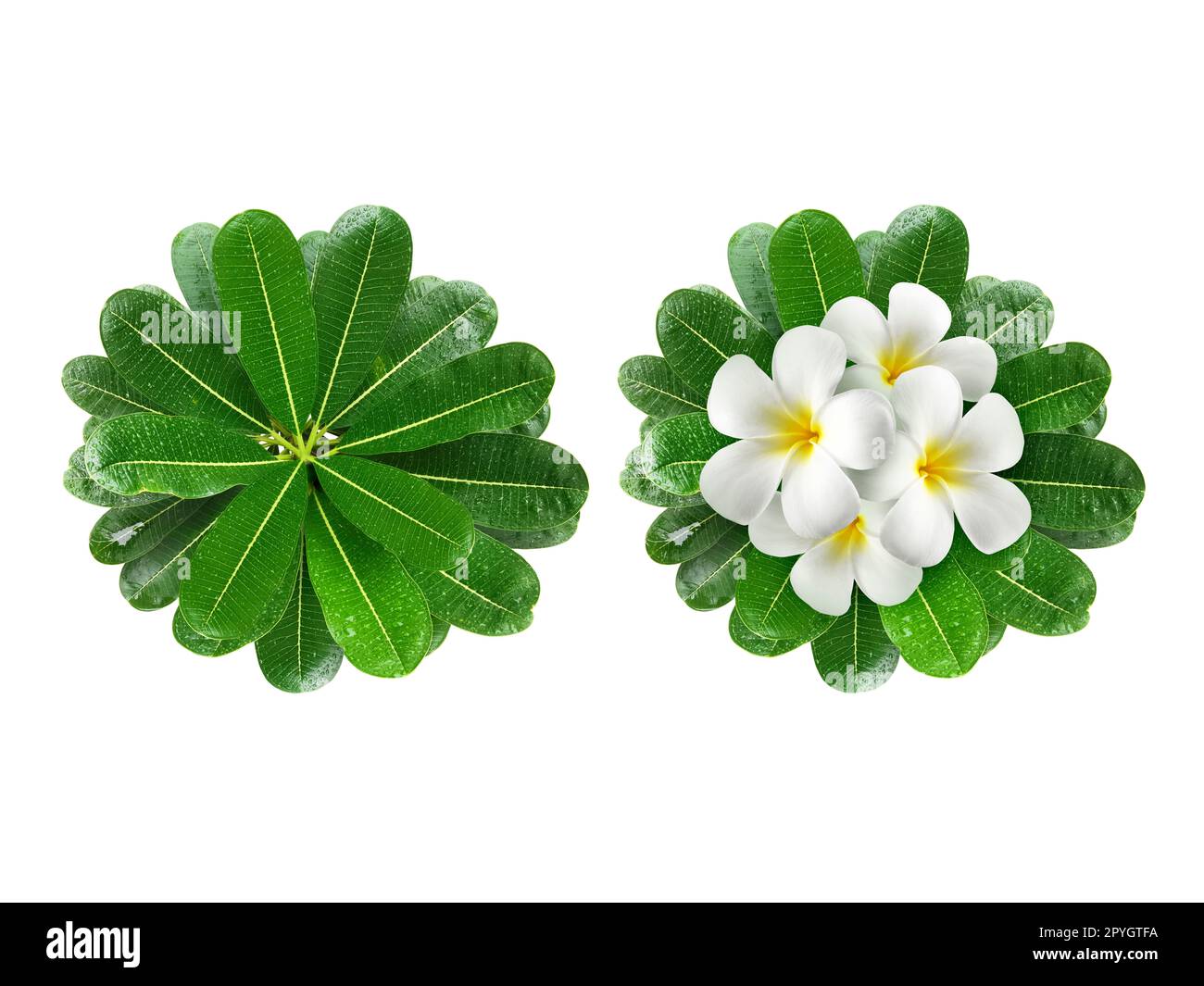 Frangipani spa Cut Out Stock Images & Pictures - Alamy