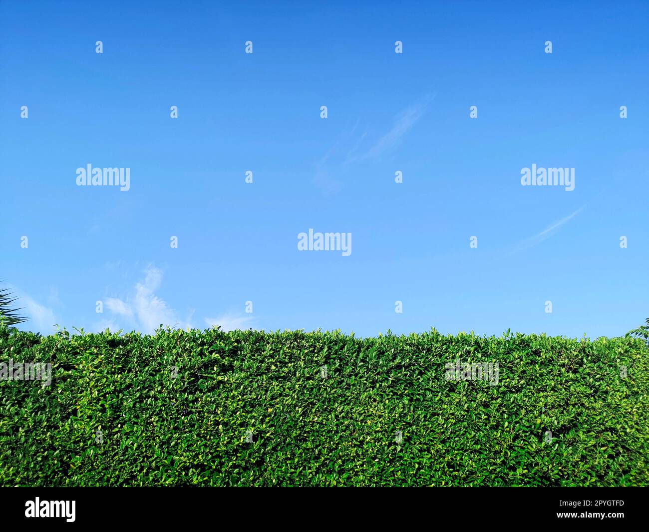 Green grass wall texture and bright blue sky Stock Photo - Alamy