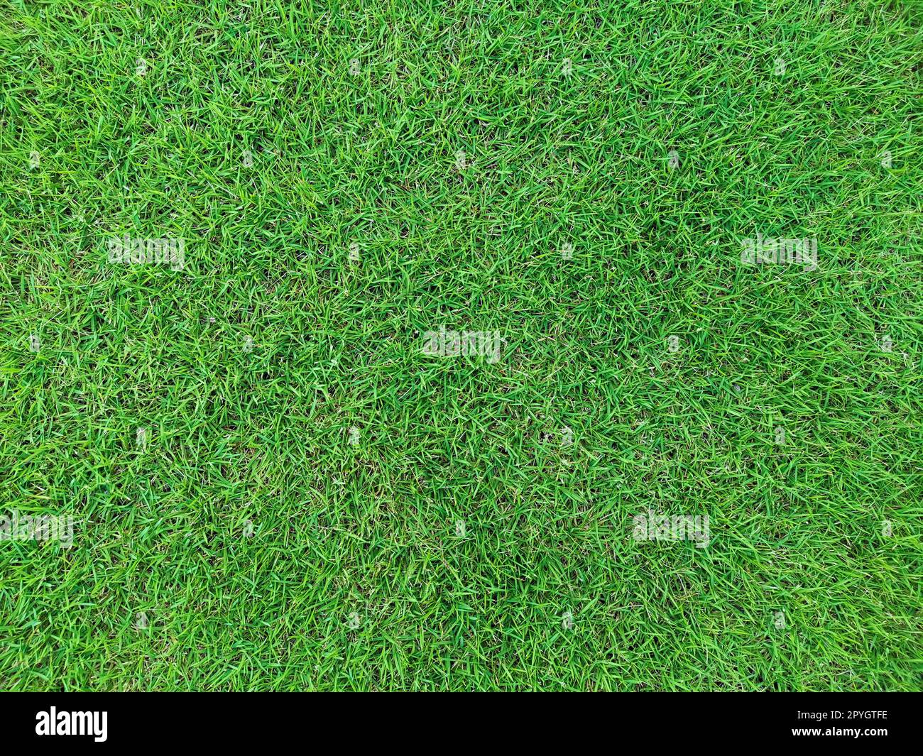 Field grass background hi-res stock photography and images - Alamy