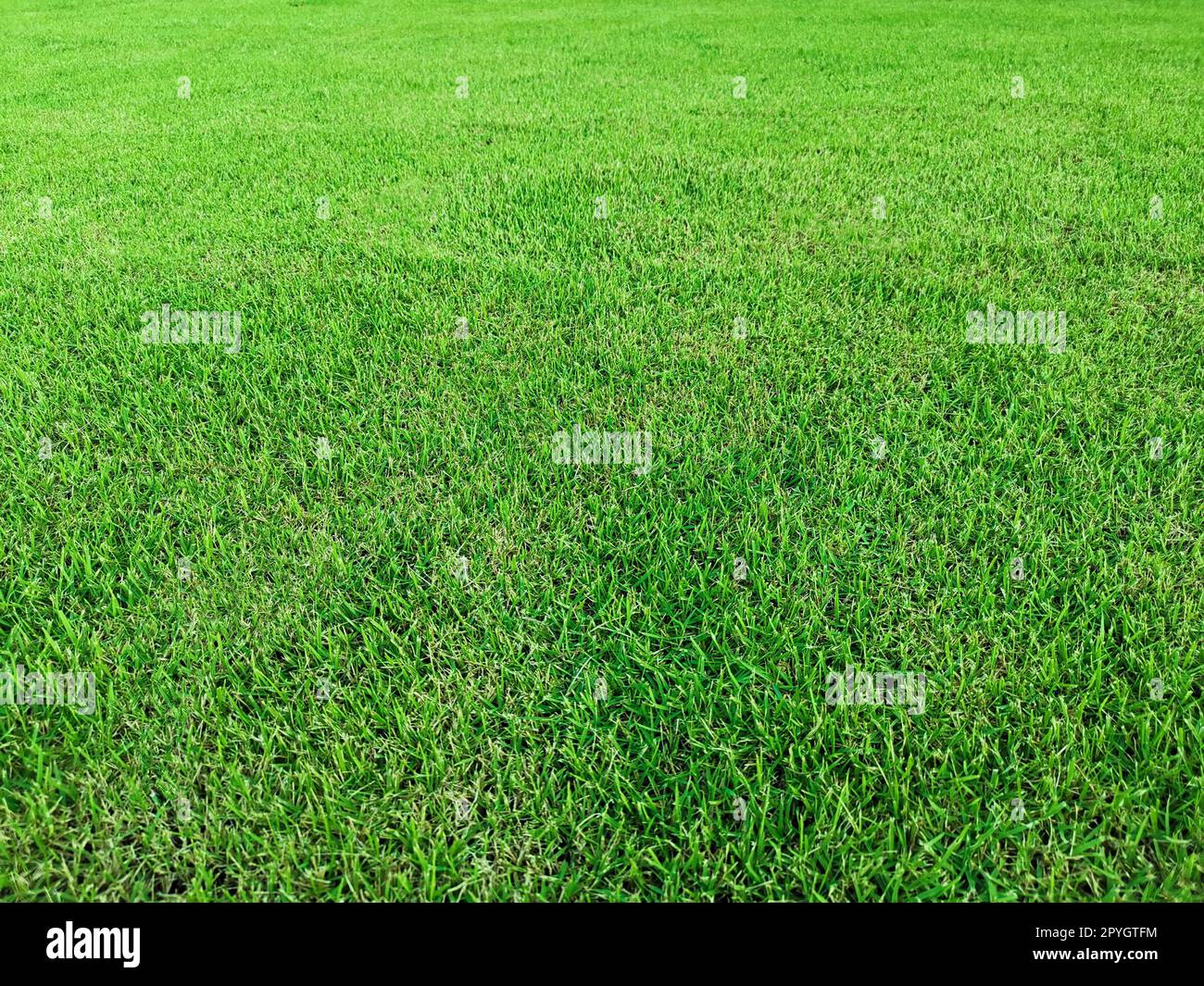 Field grass background hi-res stock photography and images - Alamy
