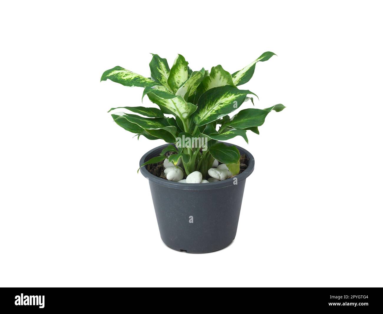 Evergreen wall decor Cut Out Stock Images & Pictures - Alamy