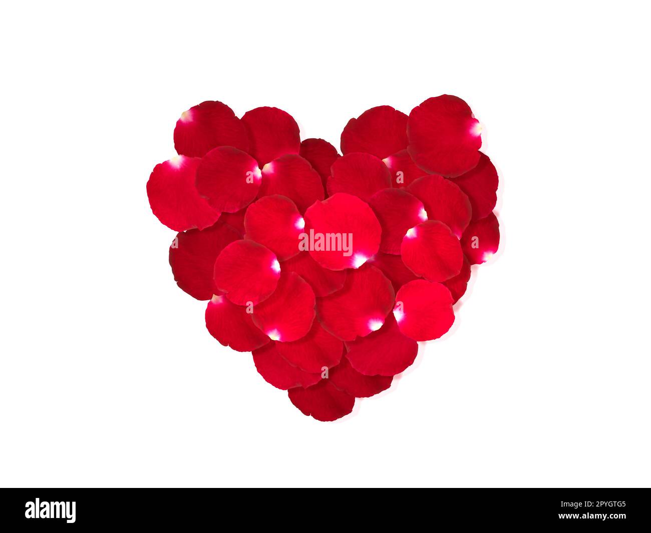 Heart red rose petals isolated on a white background Stock Photo - Alamy