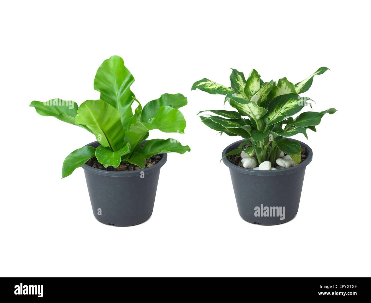 Banana house plant Cut Out Stock Images & Pictures - Alamy