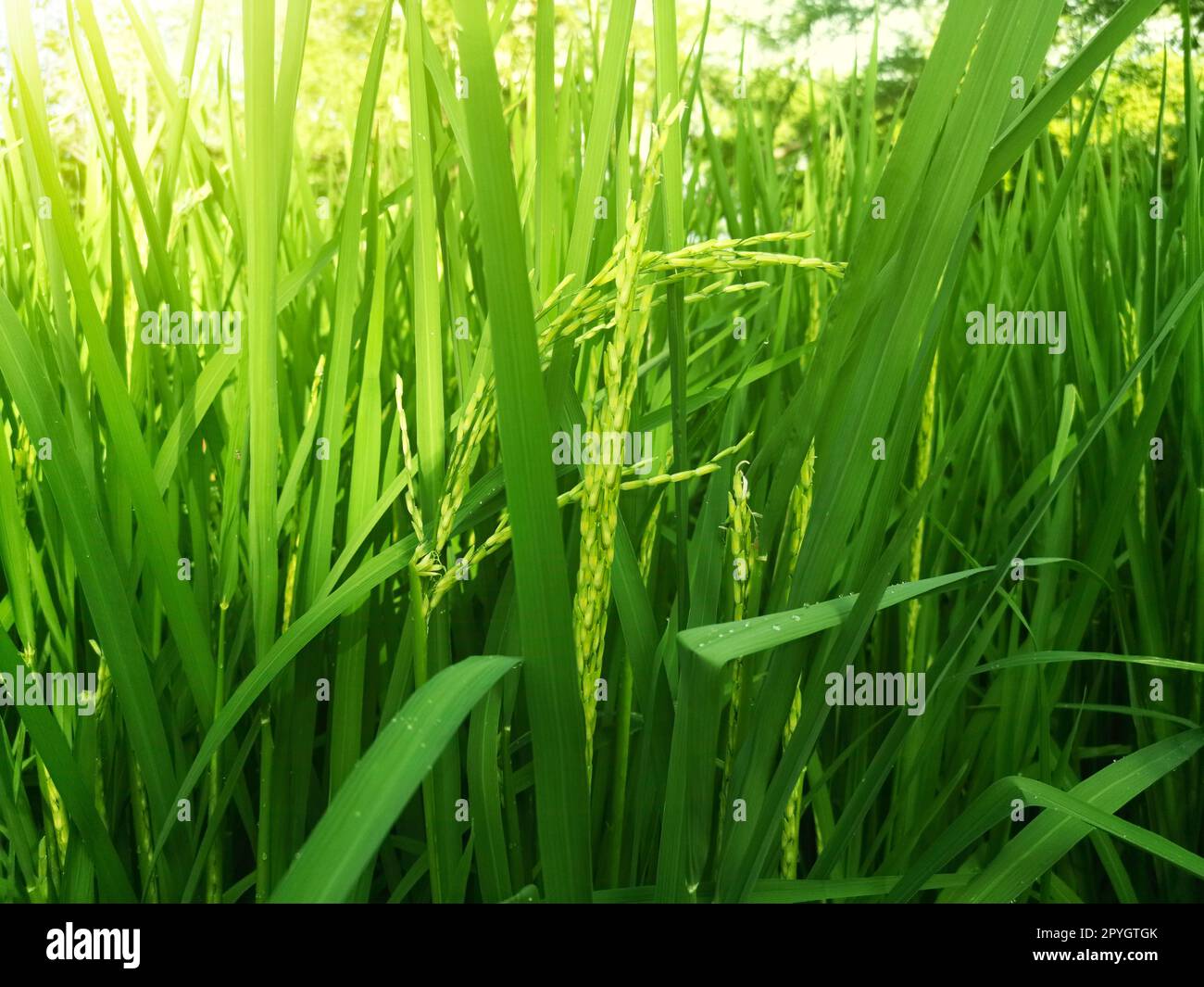 Green rice paddies growing seedlings. Background image. Agriculture ...