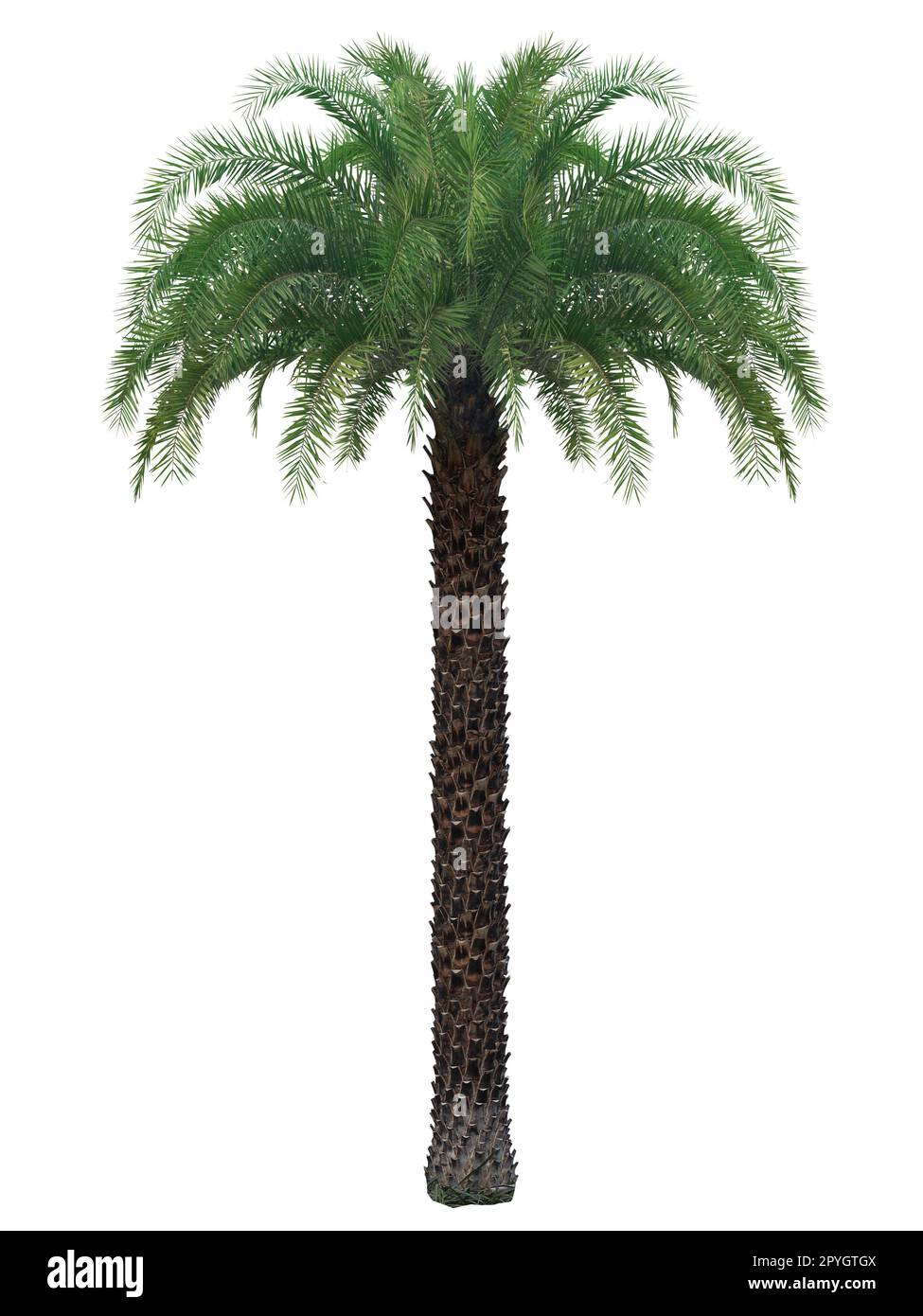 Lush tall palm tree Cut Out Stock Images & Pictures - Alamy