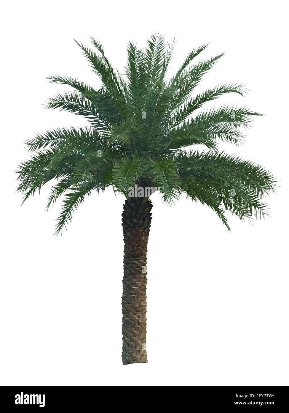 Lush tall palm tree Cut Out Stock Images & Pictures - Alamy