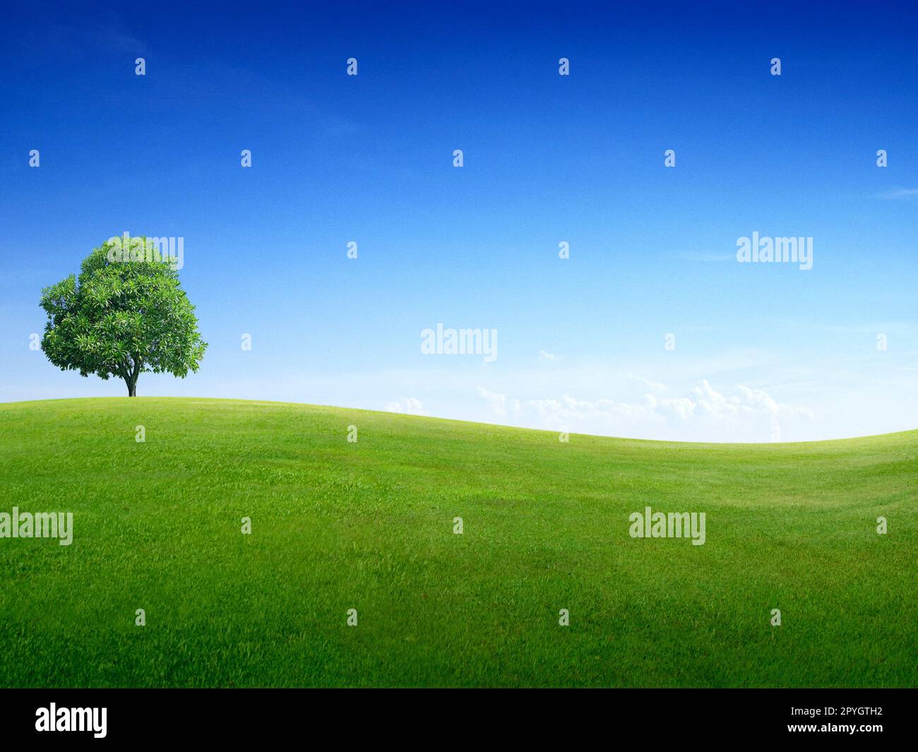 Grass field with tree hi-res stock photography and images - Alamy