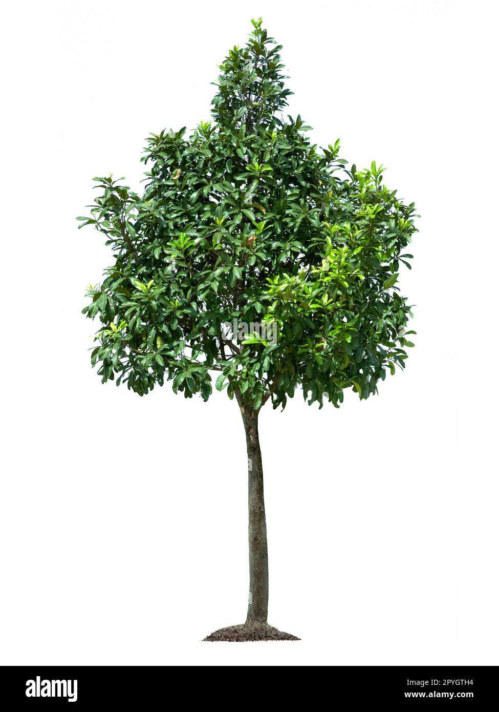 Isolated tree on white background Stock Photo - Alamy