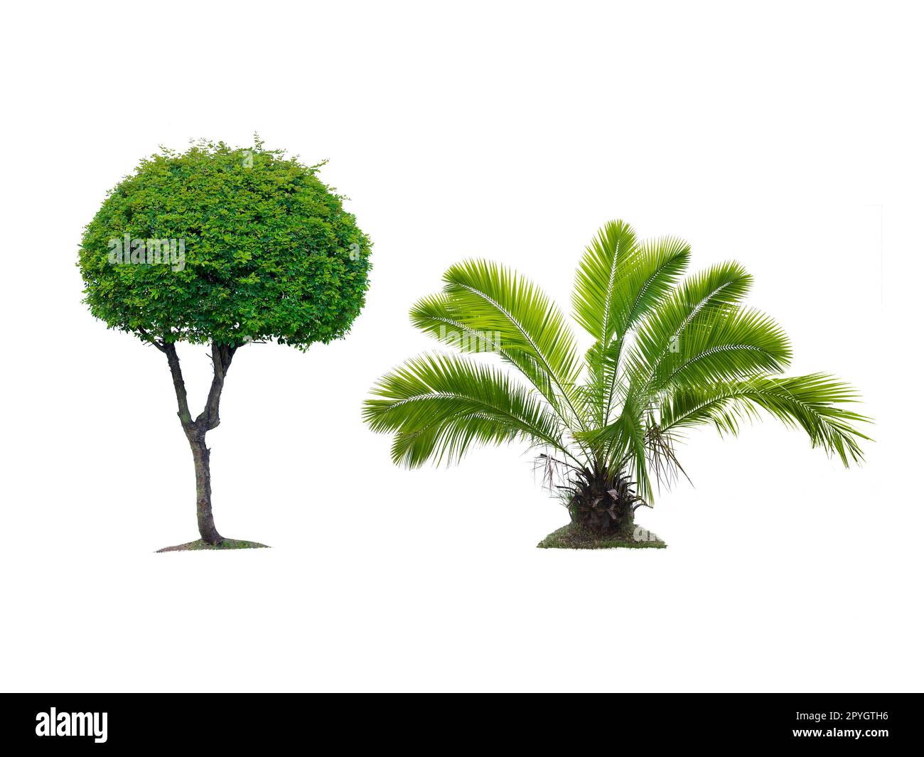 Isolated tree on white background Stock Photo - Alamy Isolated tree on white background Stock Photo - Alamy