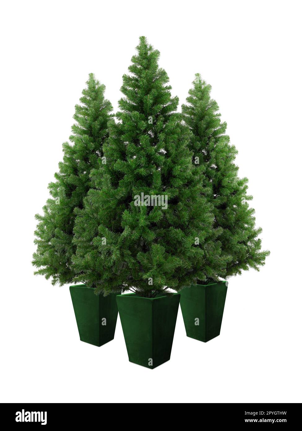 Real Christmas tree, isolated on white background Stock Photo - Alamy
