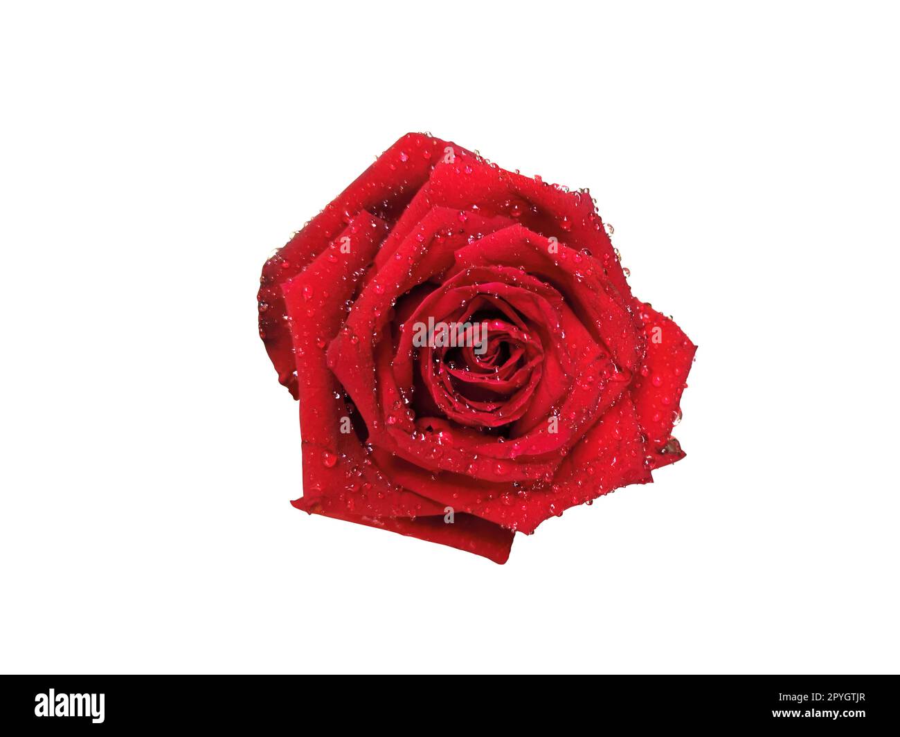 Petals bright red roses hi-res stock photography and images - Alamy
