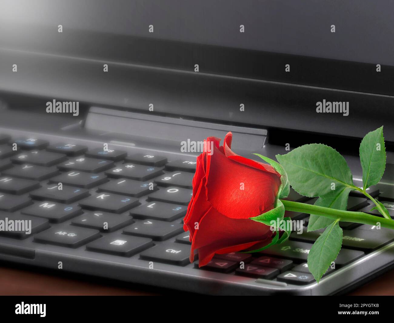 Red rose on the laptop keyboard, Valentine concept Stock Photo - Alamy
