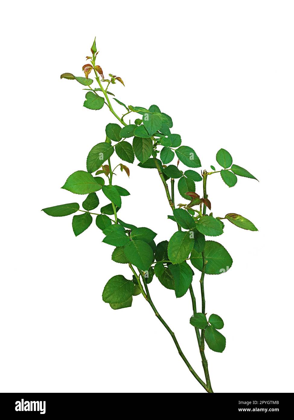 Rose leaves background hi-res stock photography and images - Alamy