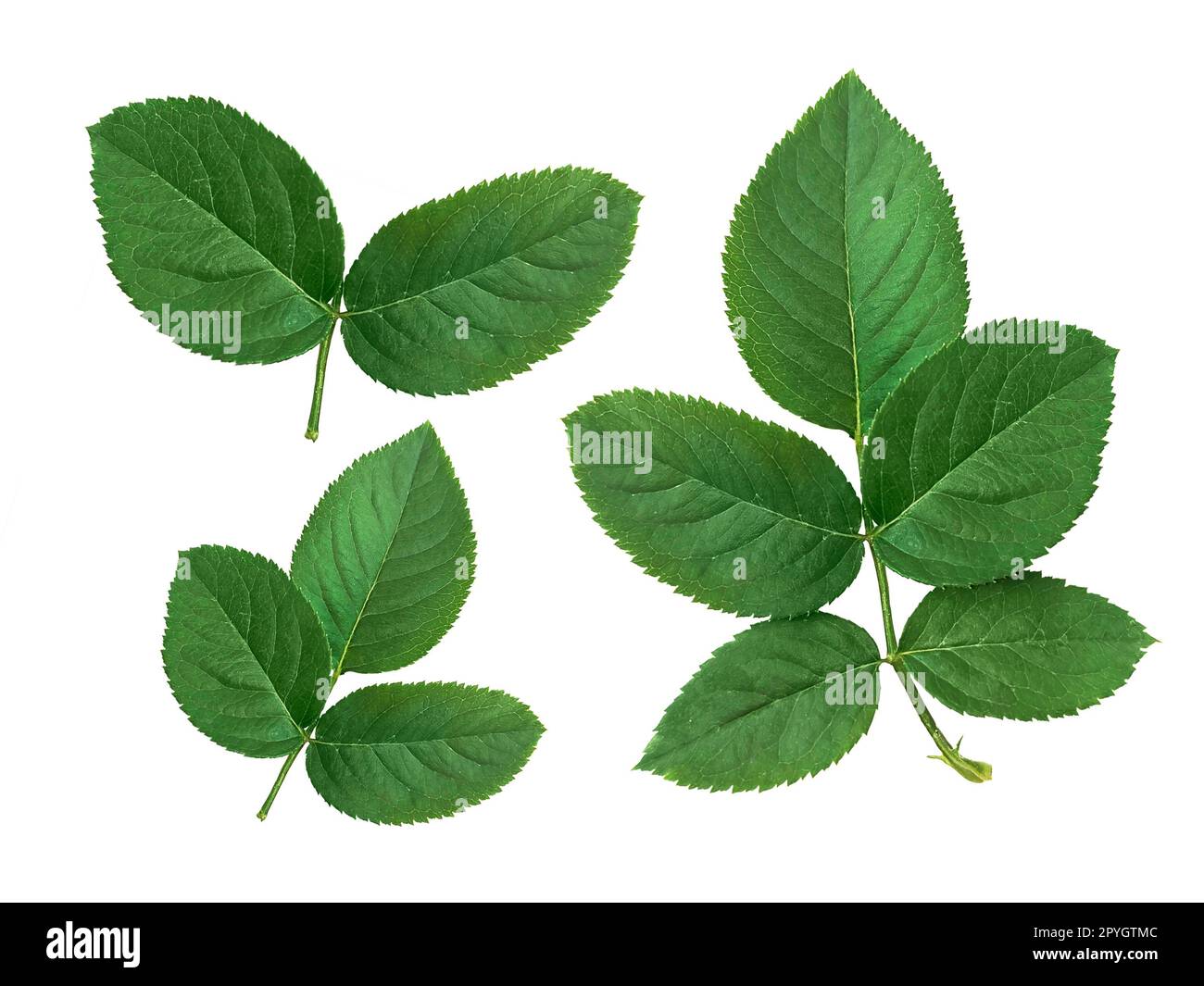 Rose leaves background hi-res stock photography and images - Alamy