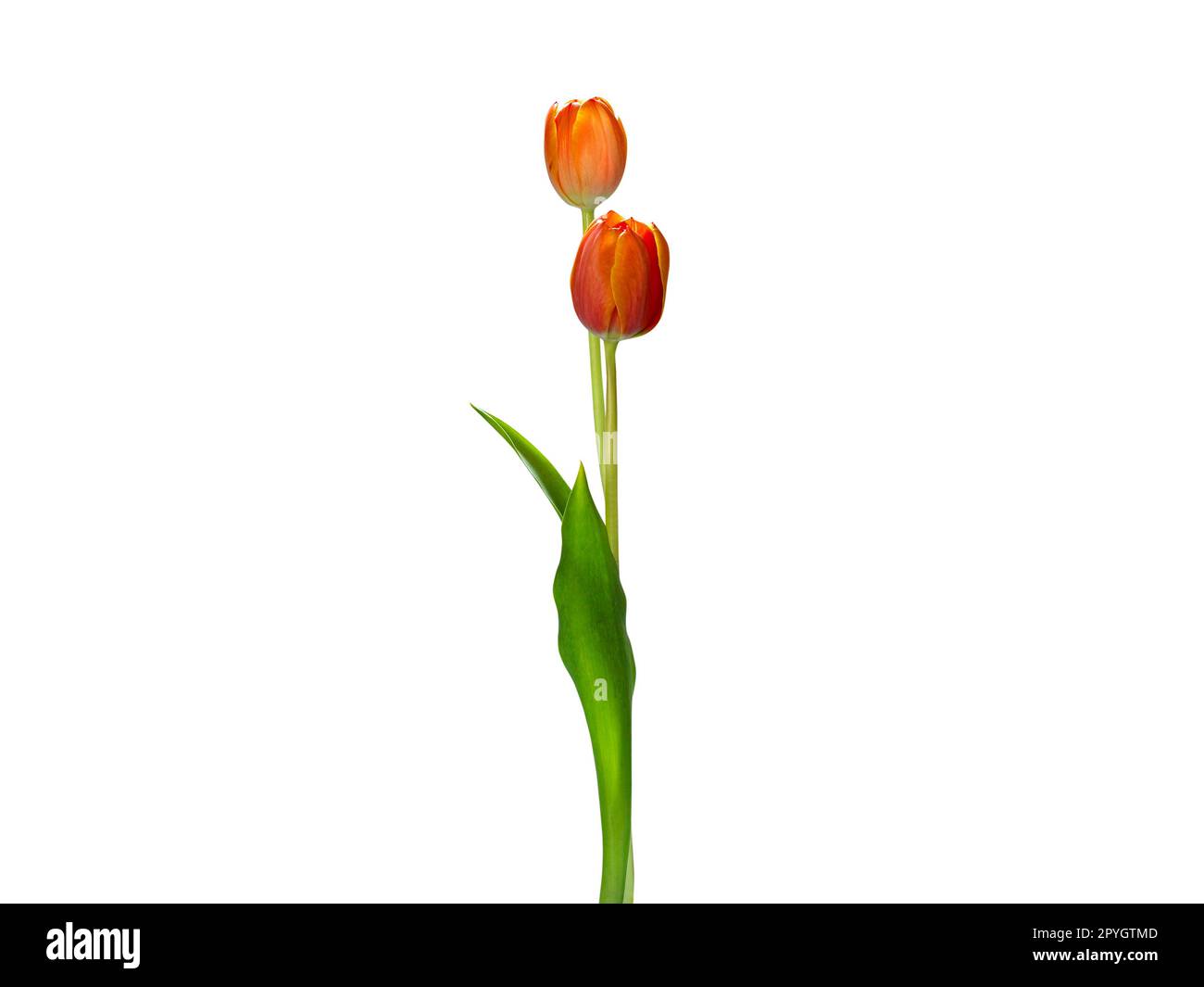 Single tulip flower isolated on white Stock Photo - Alamy