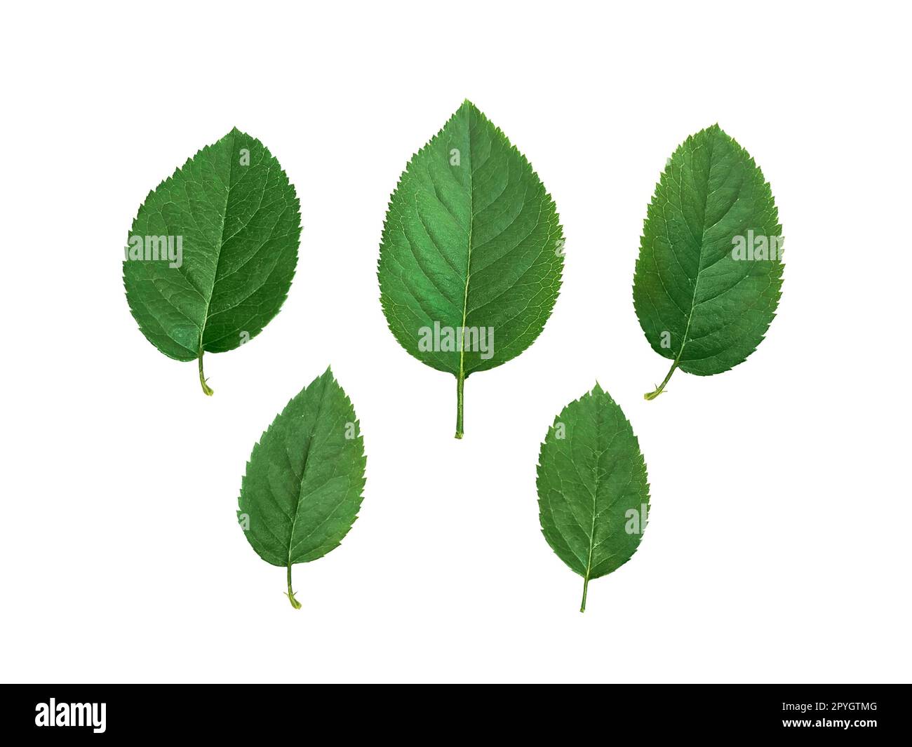 Rose leaves background hi-res stock photography and images - Alamy