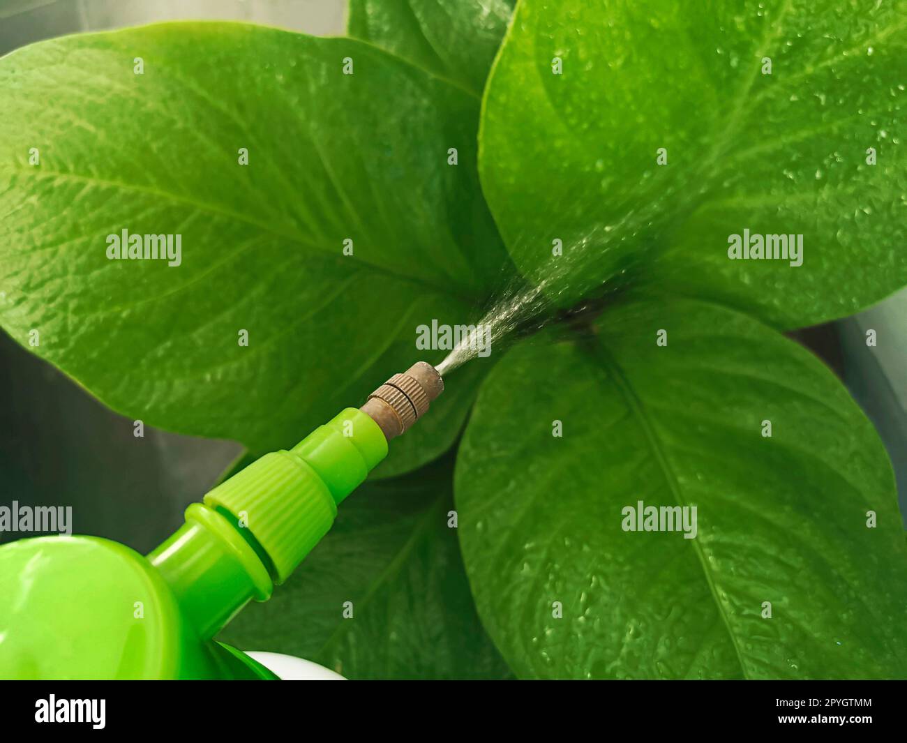 spraying a blooming against diseases and pests. Use hand sprayer with ...