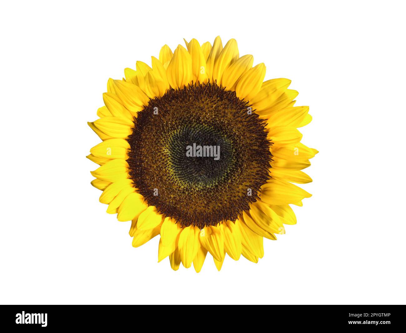 Sunflower isolated on white background Stock Photo - Alamy
