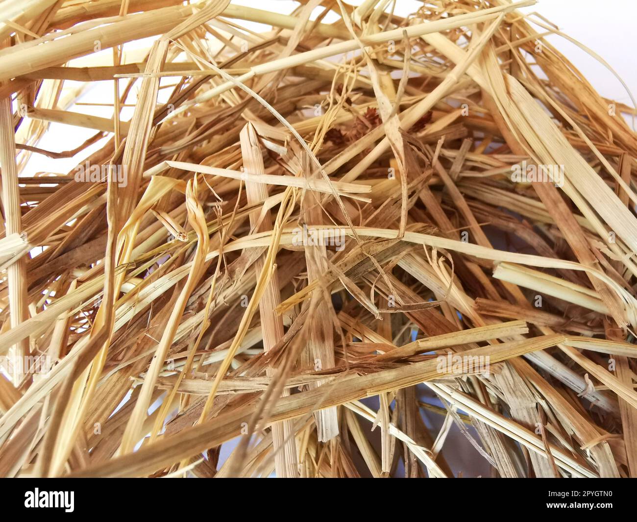 Straw pile isolated on white background and texture Stock Photo - Alamy