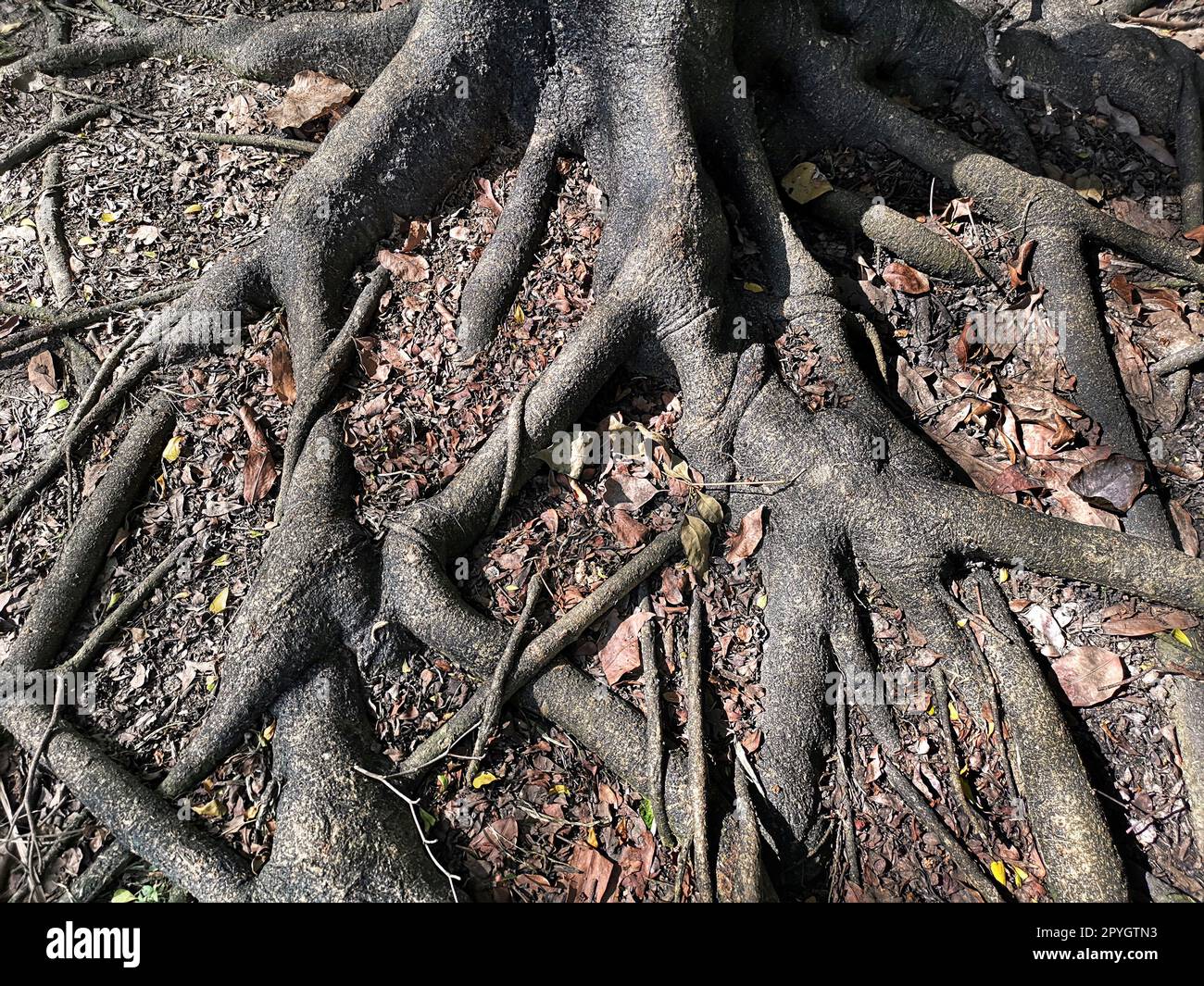 tree roots In the park Stock Photo - Alamy