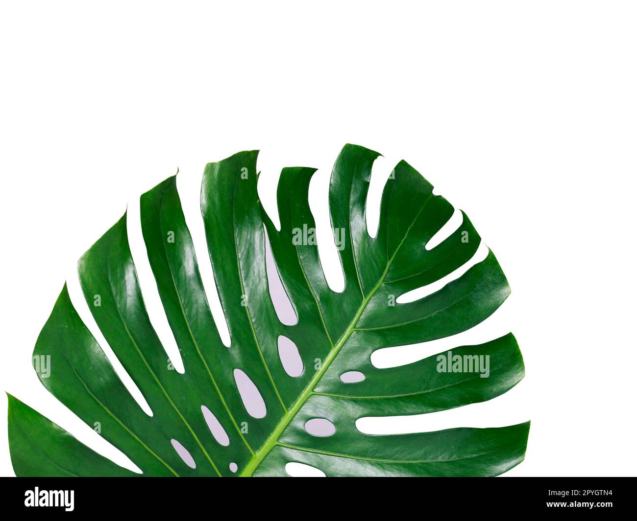 Tropical jungle Monstera leaves isolated, Swiss Cheese Plant, isolated ...
