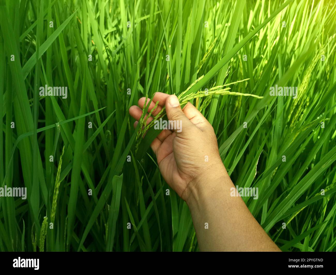 Hand tenderly touching young rice in paddy field with sunlight Stock ...