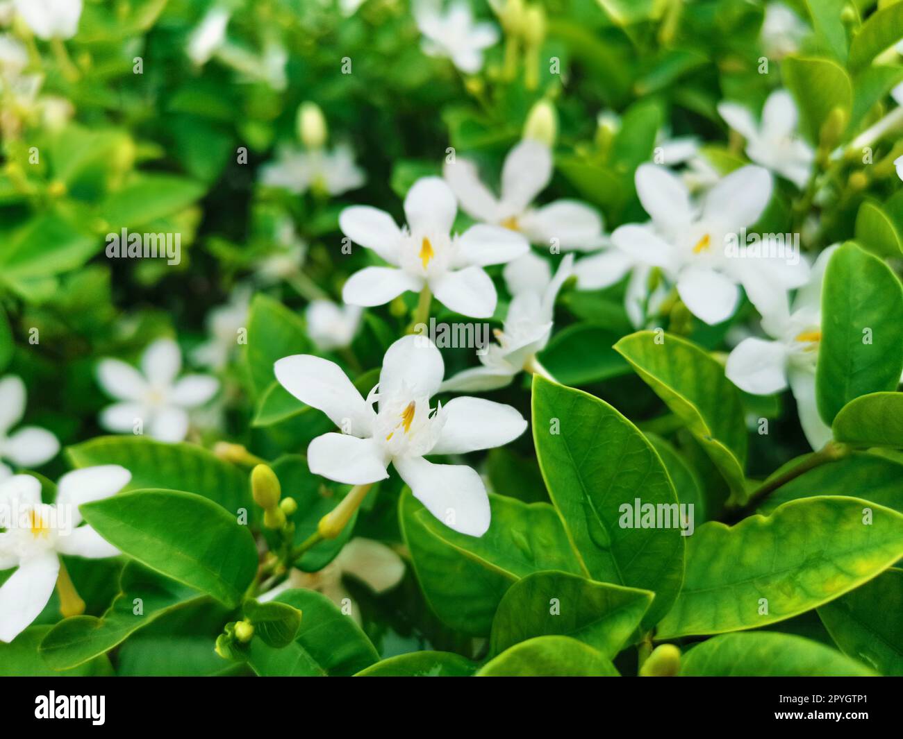Abstract flowers in white hi-res stock photography and images - Alamy