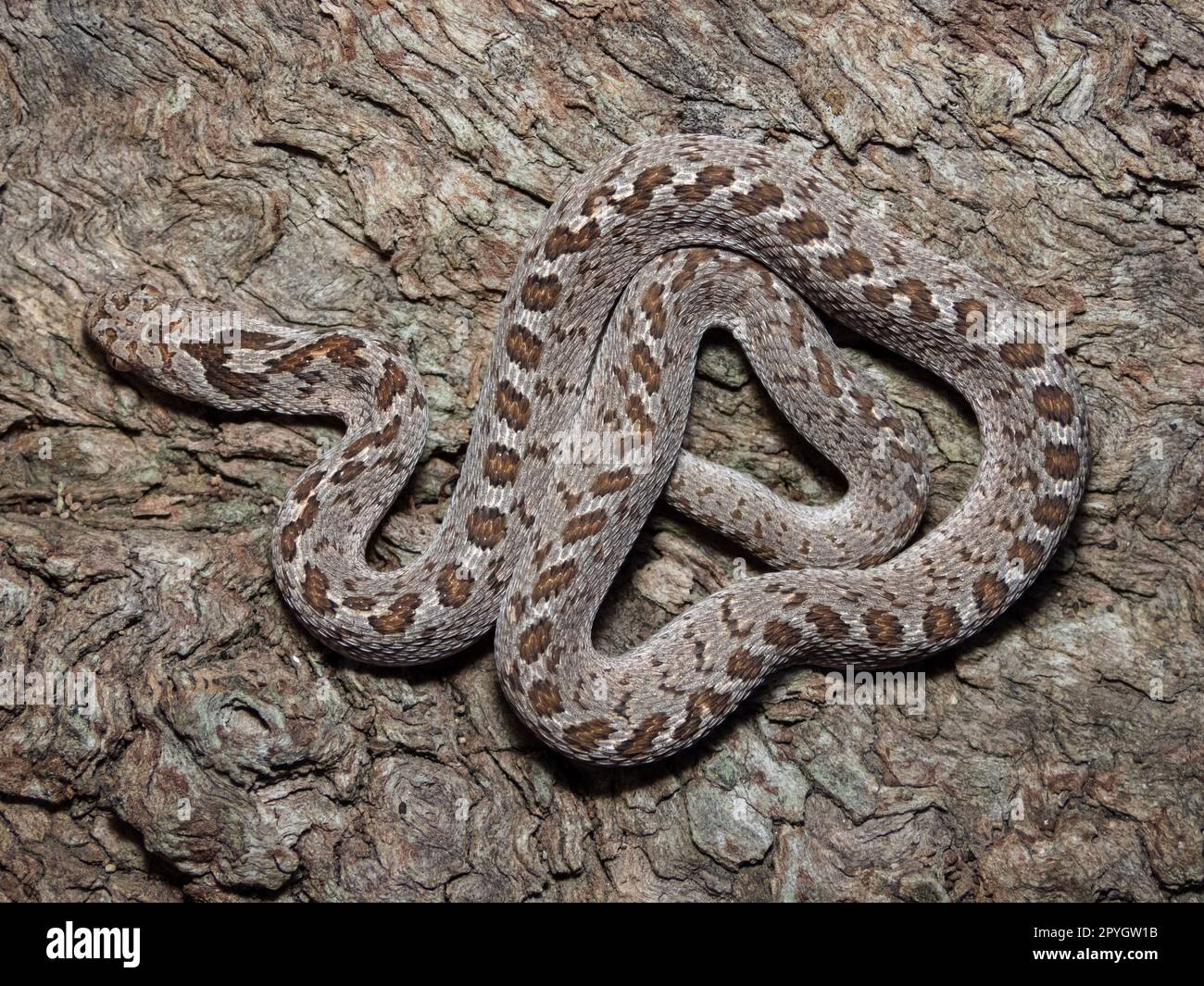 A selective focus shot of a coiled rhombic egg-eater snake on a forest ...