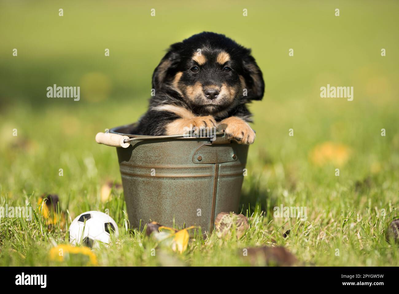 A small dog in a metal bucket Stock Photo - Alamy