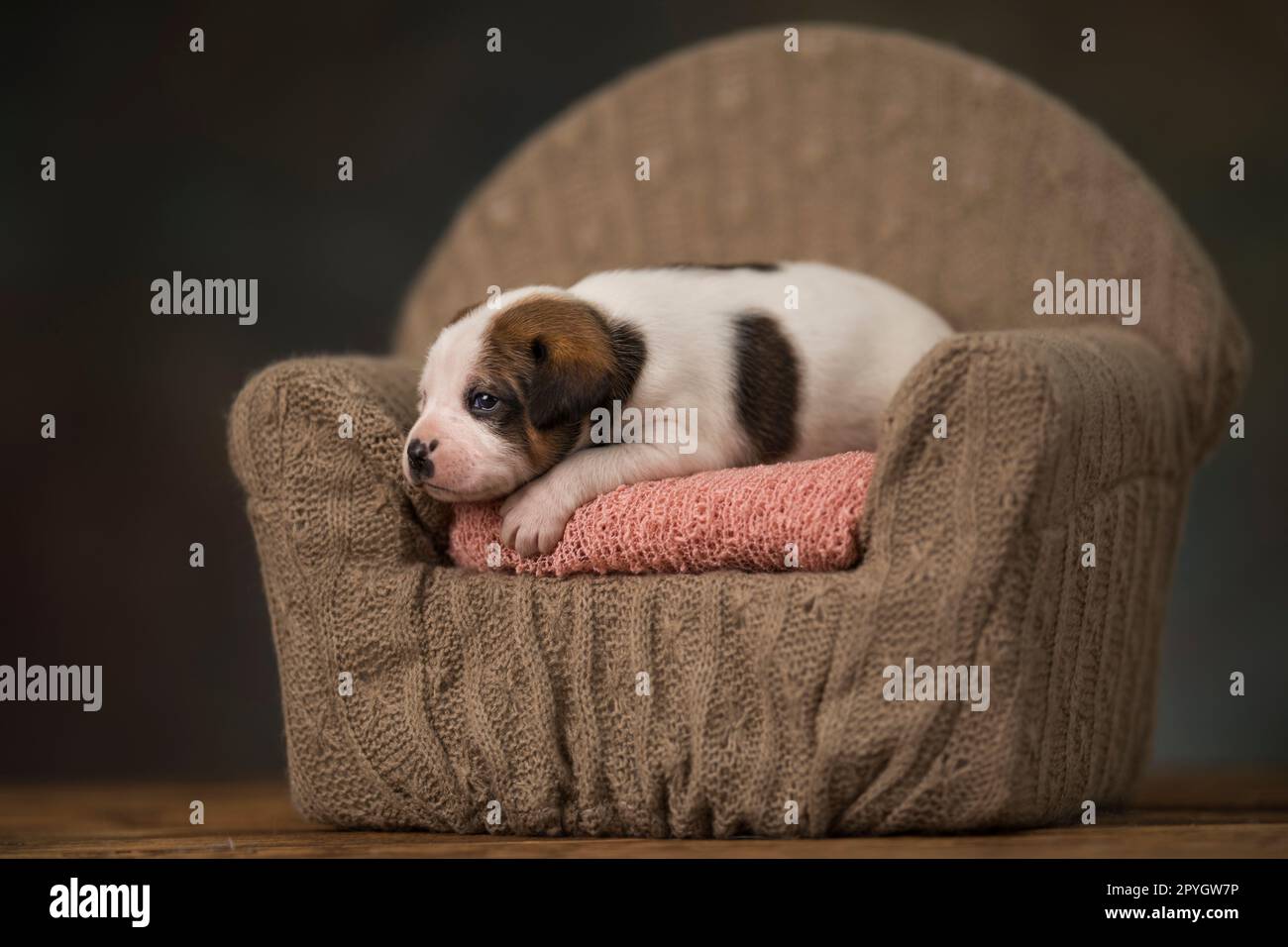 Cute puppy dog sleeping in its bed Stock Photo - Alamy