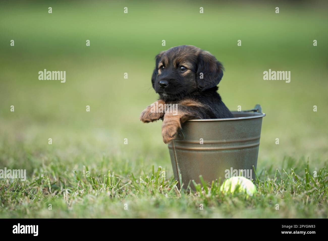 Dog in a metal bucket Stock Photo - Alamy