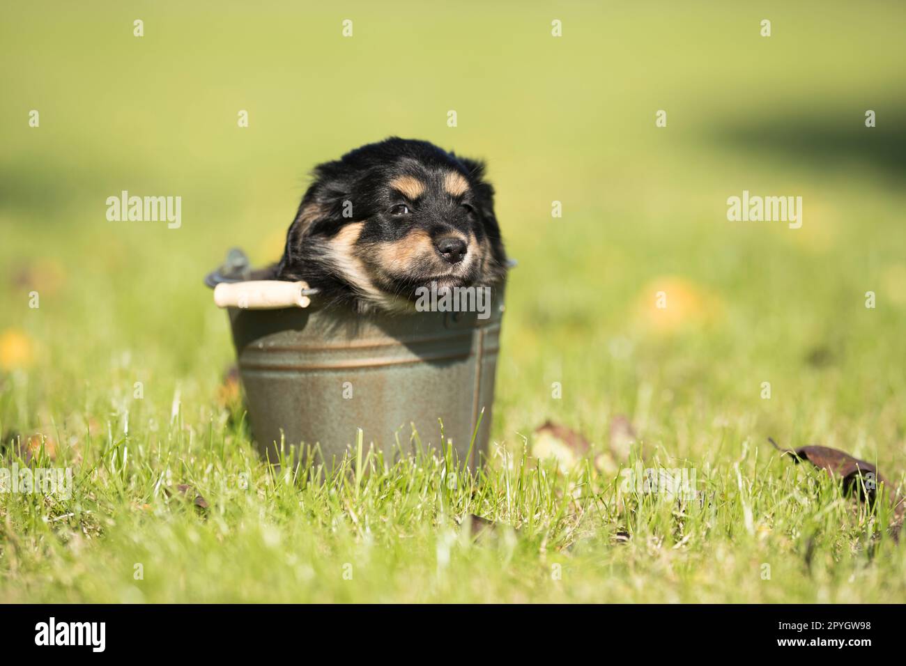 Dog in a metal bucket Stock Photo - Alamy