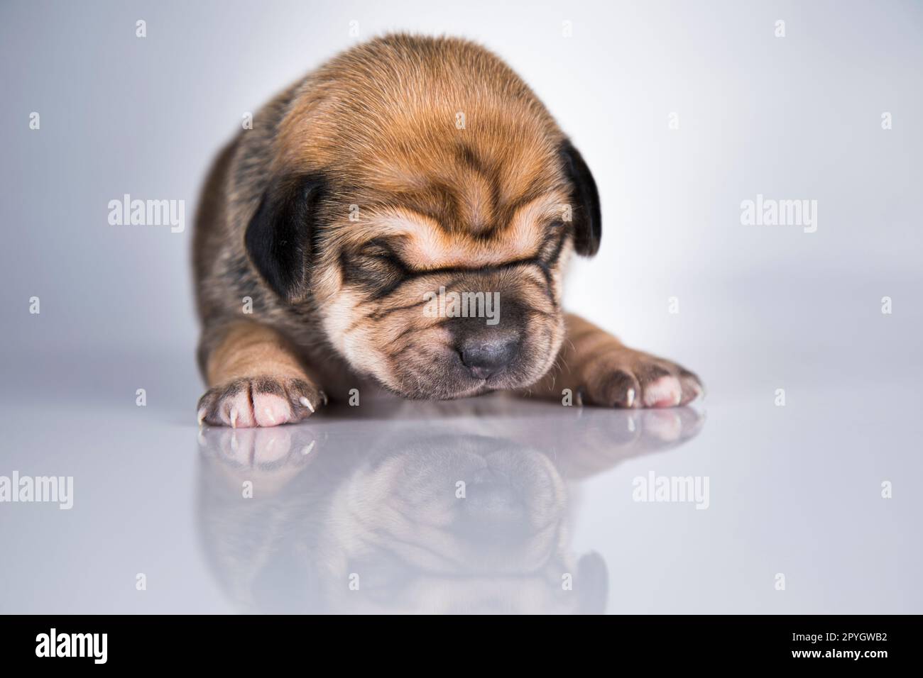 Pet, Little puppy dog, animals concept Stock Photo - Alamy