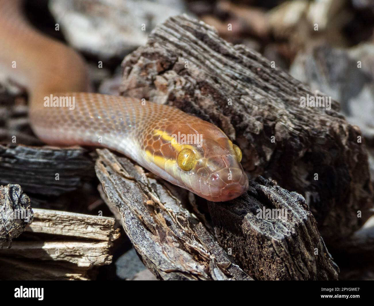 A selective focus shot of details on a bug-eyed house snake with yellow ...