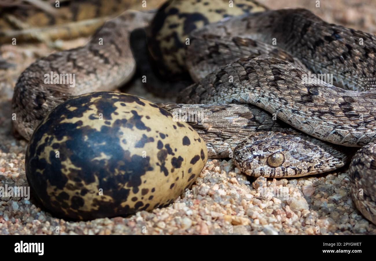 Large prey hi-res stock photography and images - Alamy