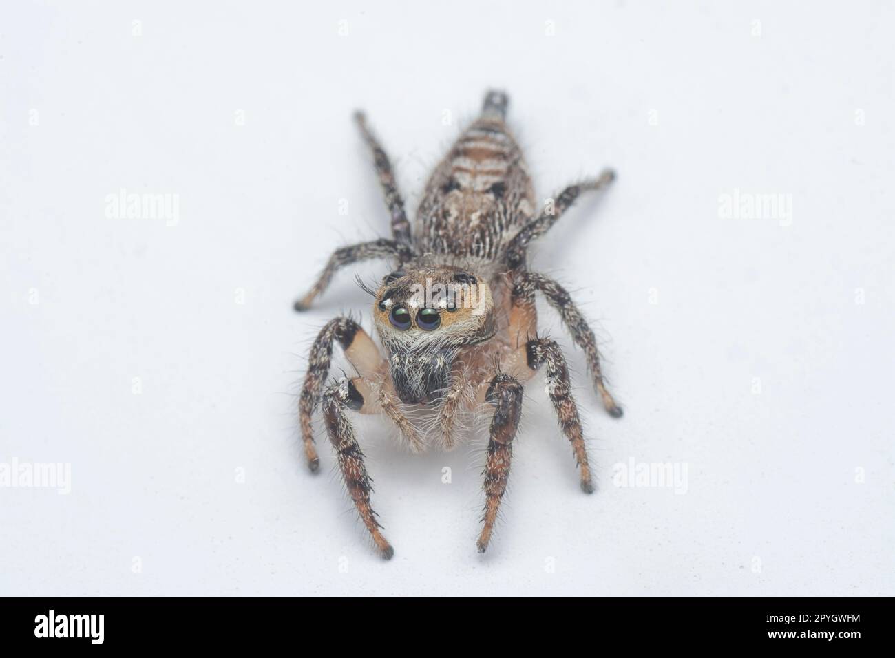 Small spider white background hi-res stock photography and images - Alamy