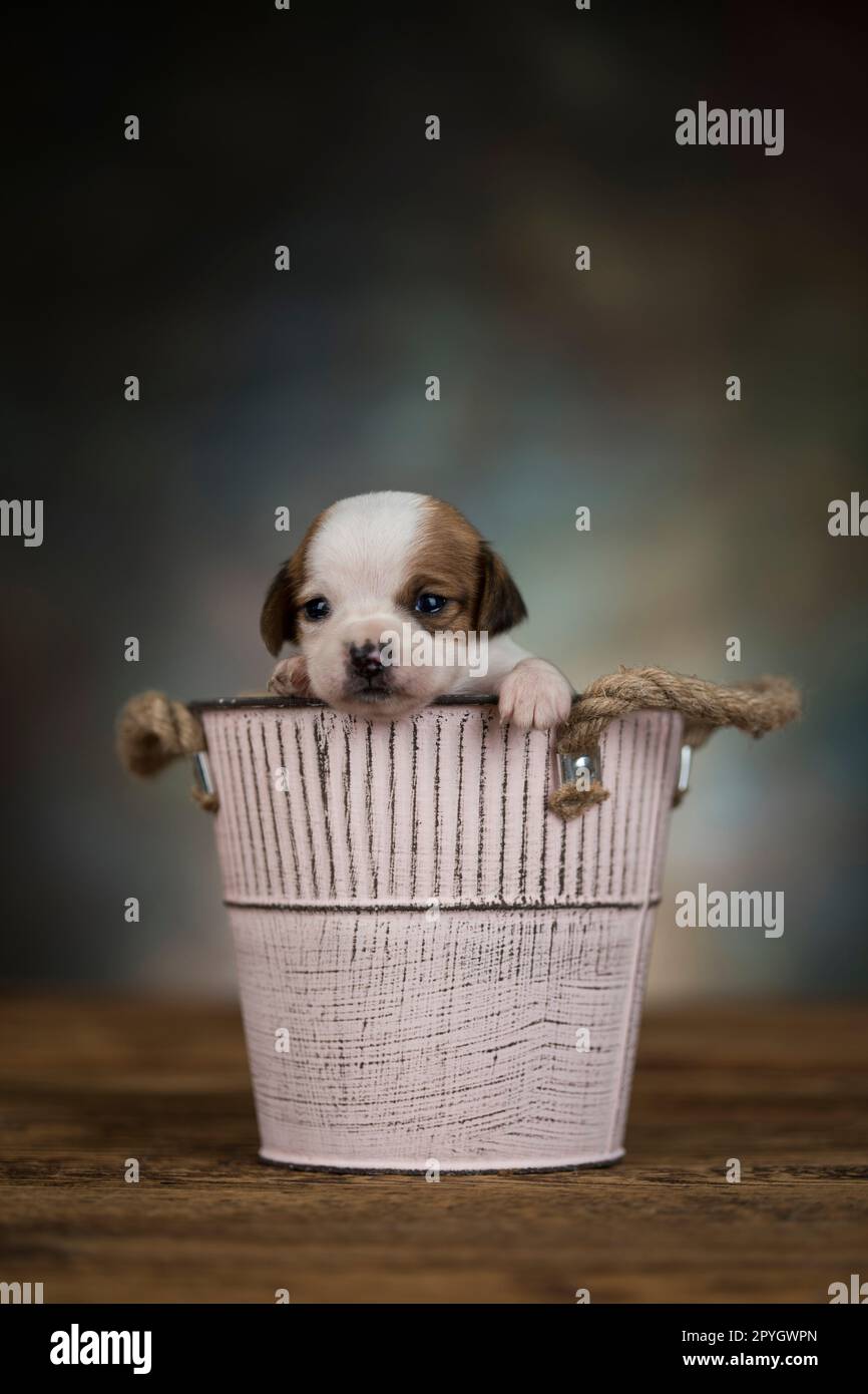 Dog in a metal bucket Stock Photo - Alamy