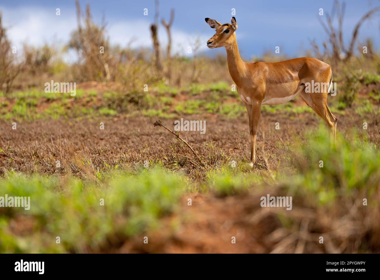 This photo captures the peaceful scene of an impala grazing on the ...