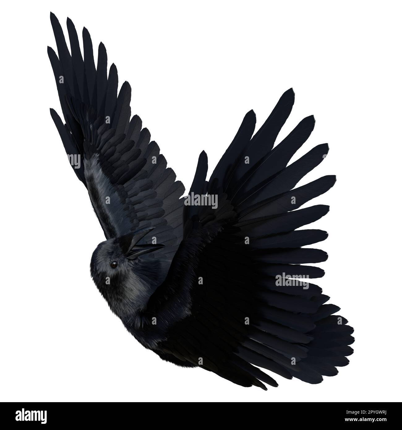 3D rendering of a black crow isolated on white background Stock Photo ...