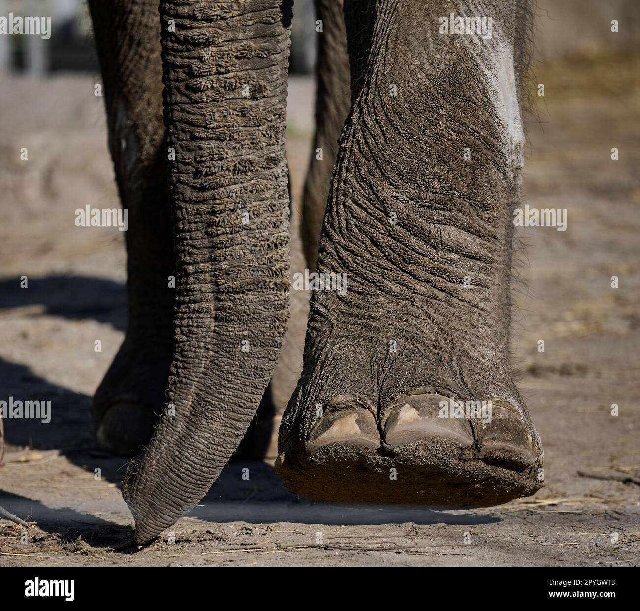 Elephant legs hi-res stock photography and images - Alamy